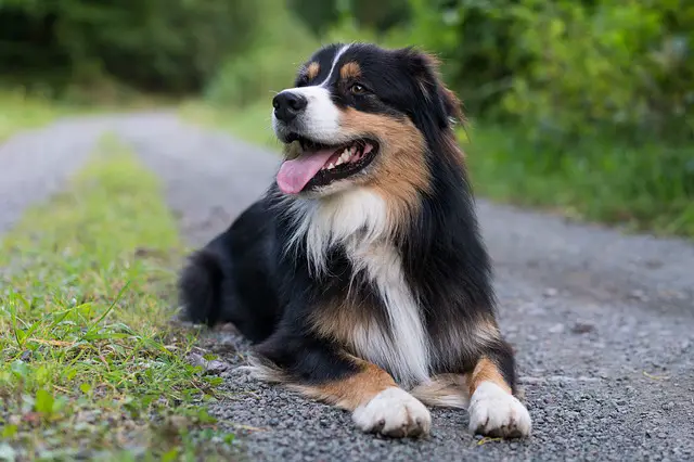 Australian Shepherd Behavior Training – Shepherddogsite Australian Shepherd Behavior Training – Shepherddogsite